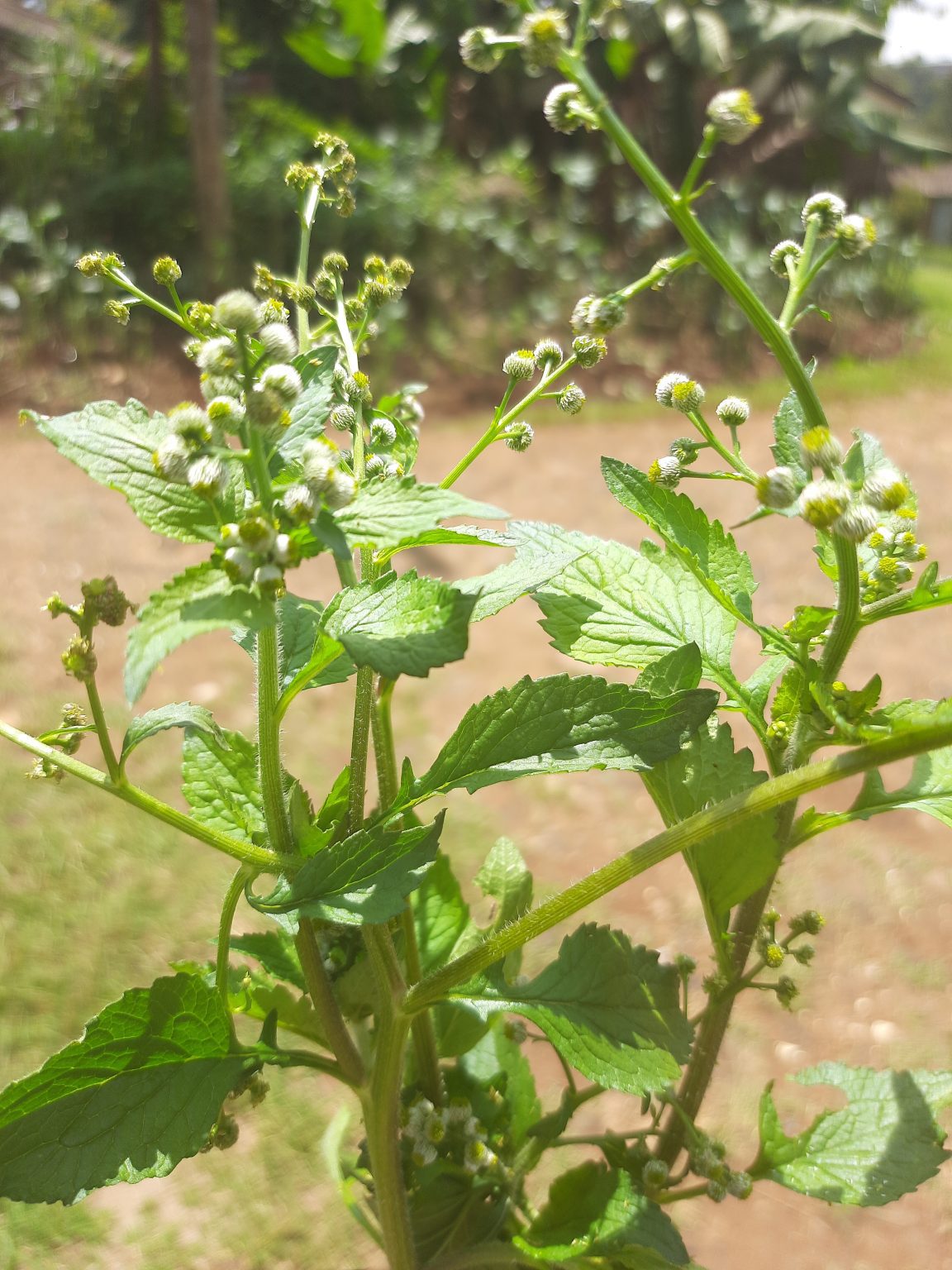Weed Library - Plant Doctor