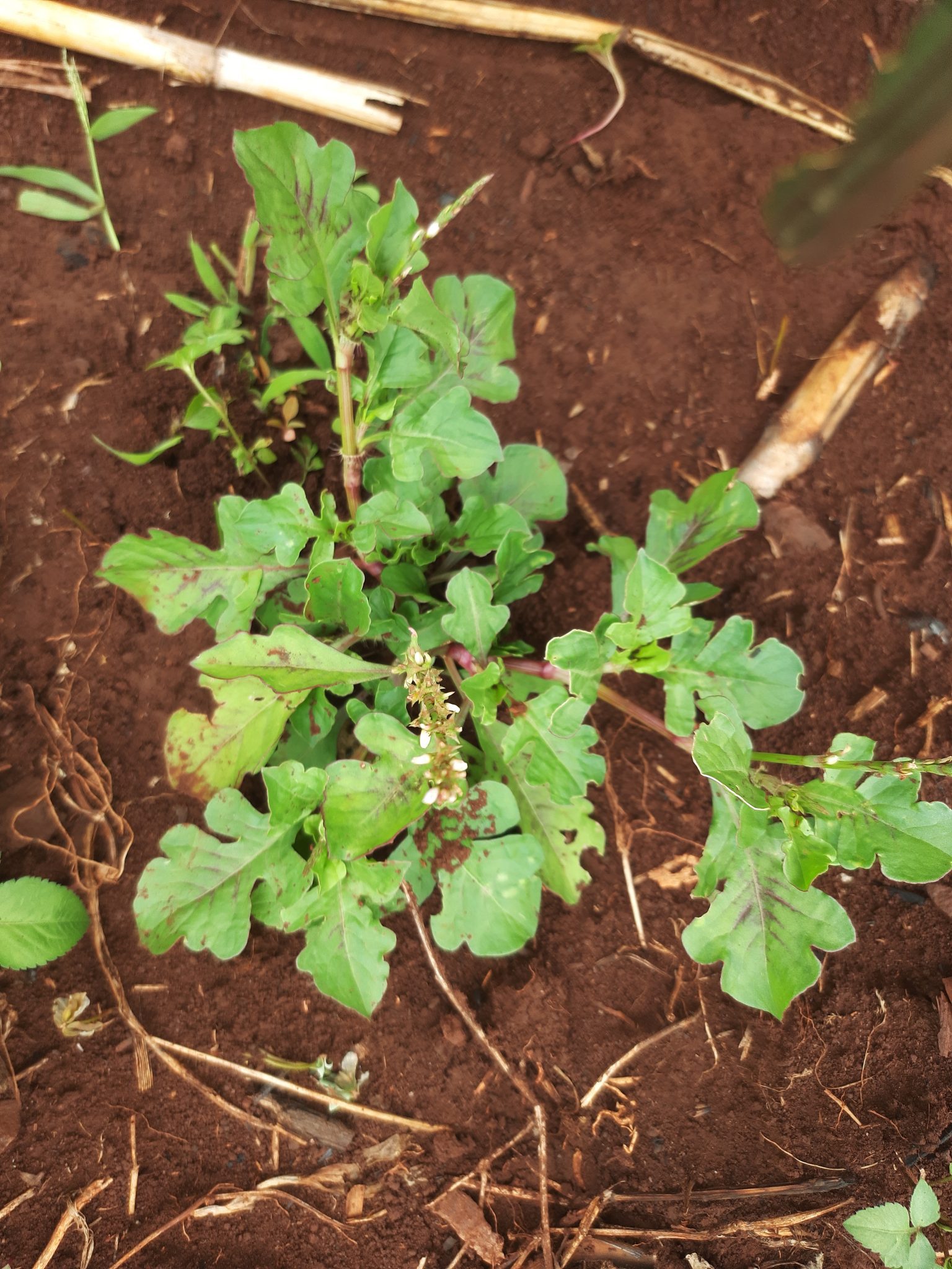 Weed Library - Plant Doctor