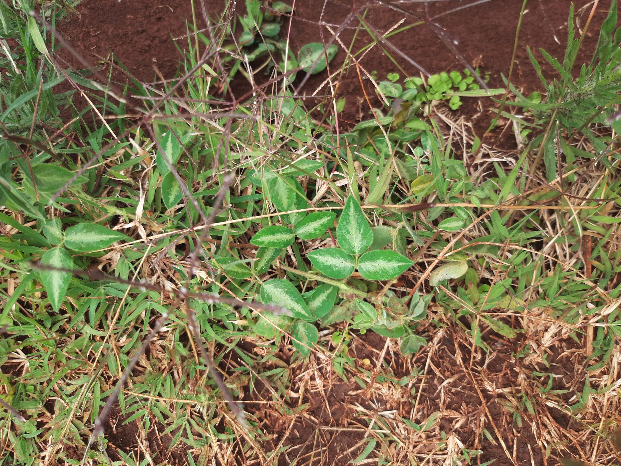 Weed Library - Plant Doctor